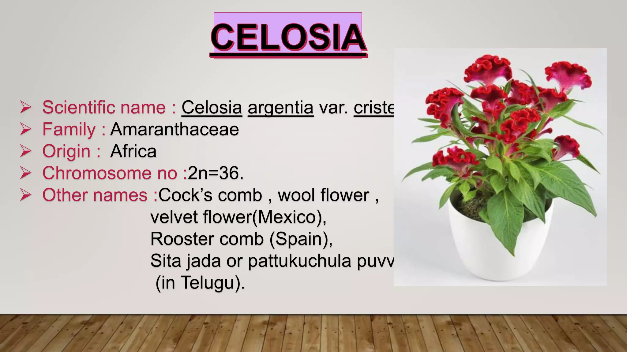 Barleria and celosia crop production technology | PPTX
