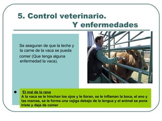 La vaca. Óscar | PPT