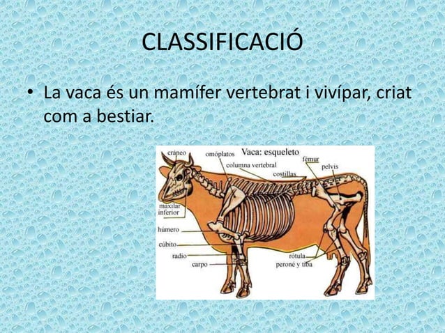 La vaca Khimi | PPTX