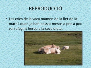 La vaca Khimi | PPTX