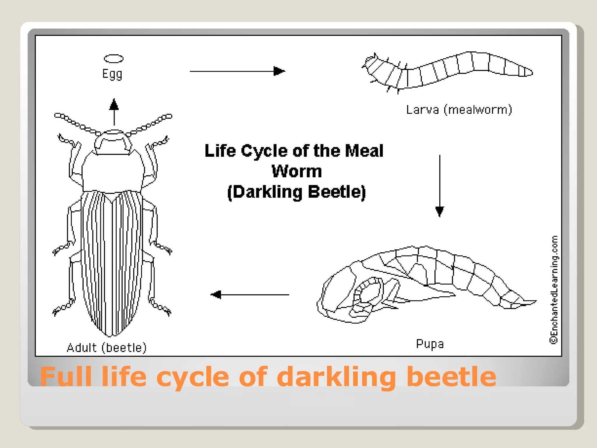 Laval Tan Project On Life Cycle Of A Mealworm | PPT