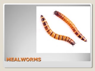 Laval Tan Project On Life Cycle Of A Mealworm | PPT