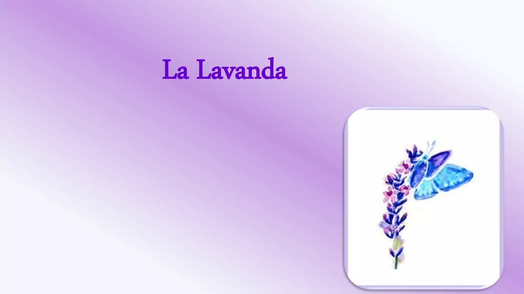 Lavanda | PPTX