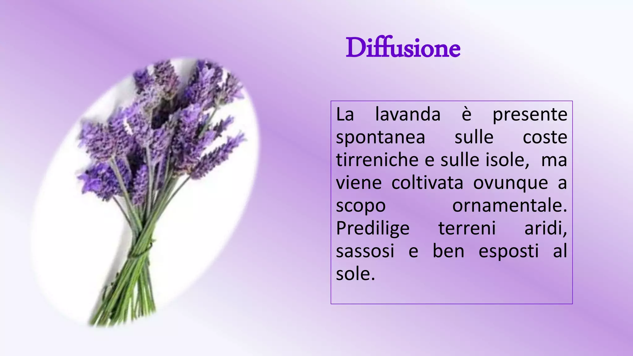 Lavanda | PPTX