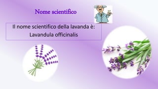 Lavanda | PPTX