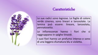 Lavanda | PPTX