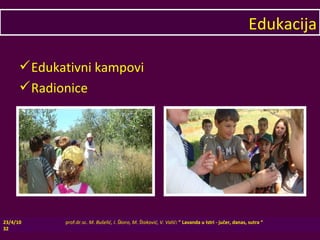 Lavanda jučer, danas, sutra | PPT
