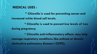 Chlorella introduction , Cultivation and applications | PDF