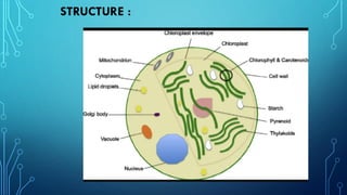 Chlorella introduction , Cultivation and applications | PDF