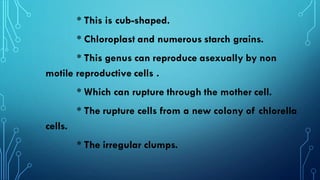 Chlorella introduction , Cultivation and applications | PDF