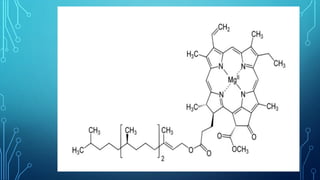 Chlorella introduction , Cultivation and applications | PDF