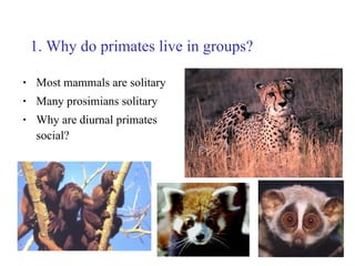 Lavc f10 lecture 10 primate ecology | PPT