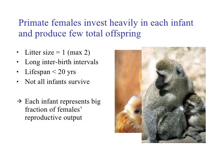 Lavc f10 lecture 11 primate reproductive strategies