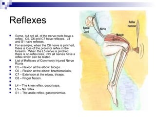 Lavc Health 12 First Aid Muscles Bones Joints Injuries Spring 2007 | PPT