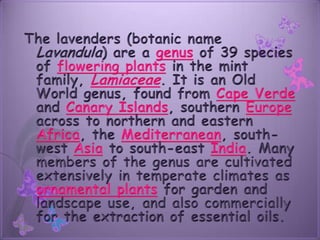 Lavender | PPTX