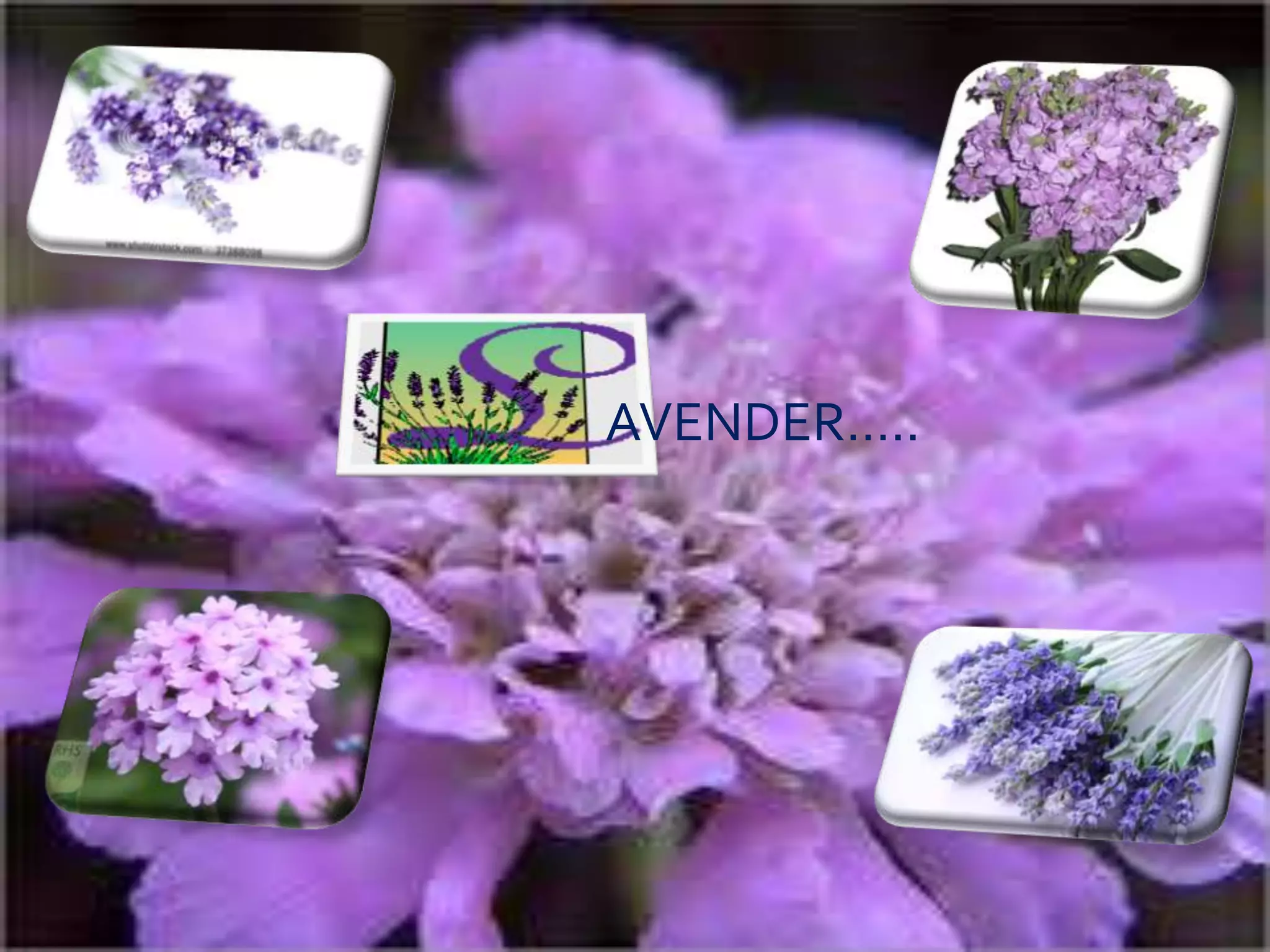 Lavender-MEDICINAL PROPERTIES | PPTX