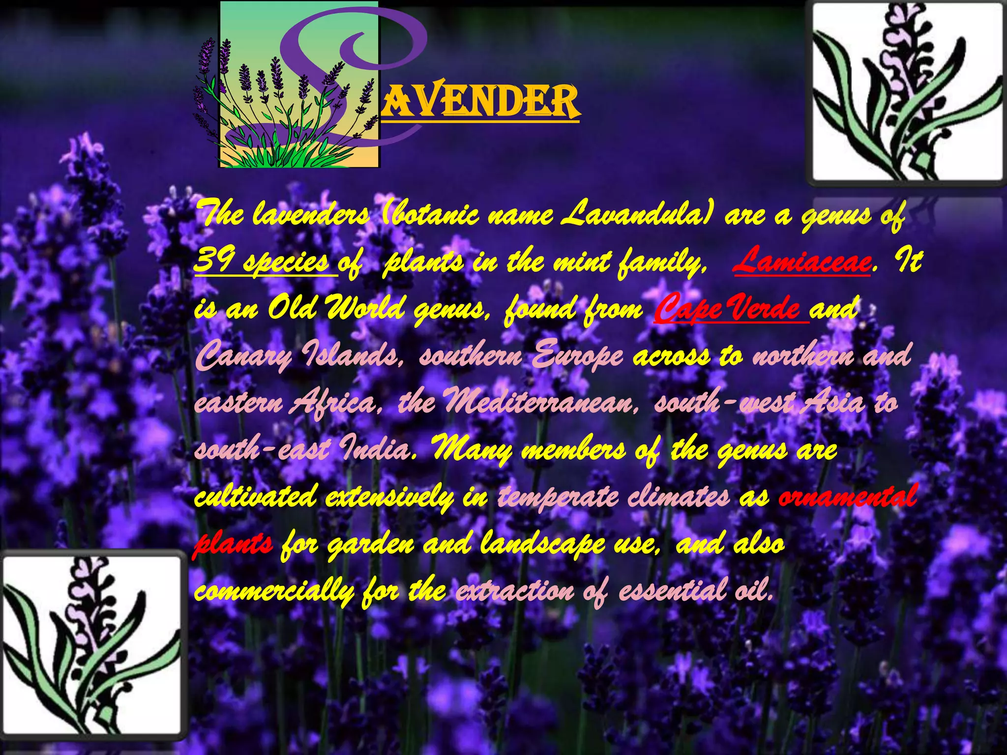 Lavender-MEDICINAL PROPERTIES | PPTX