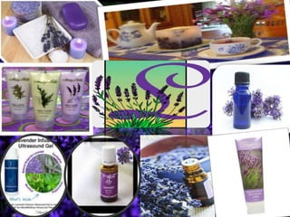 Lavender-MEDICINAL PROPERTIES | PPTX