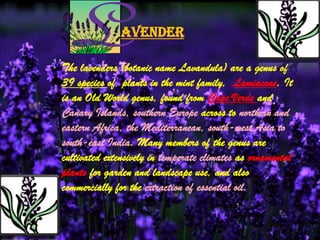 Lavender-MEDICINAL PROPERTIES | PPT