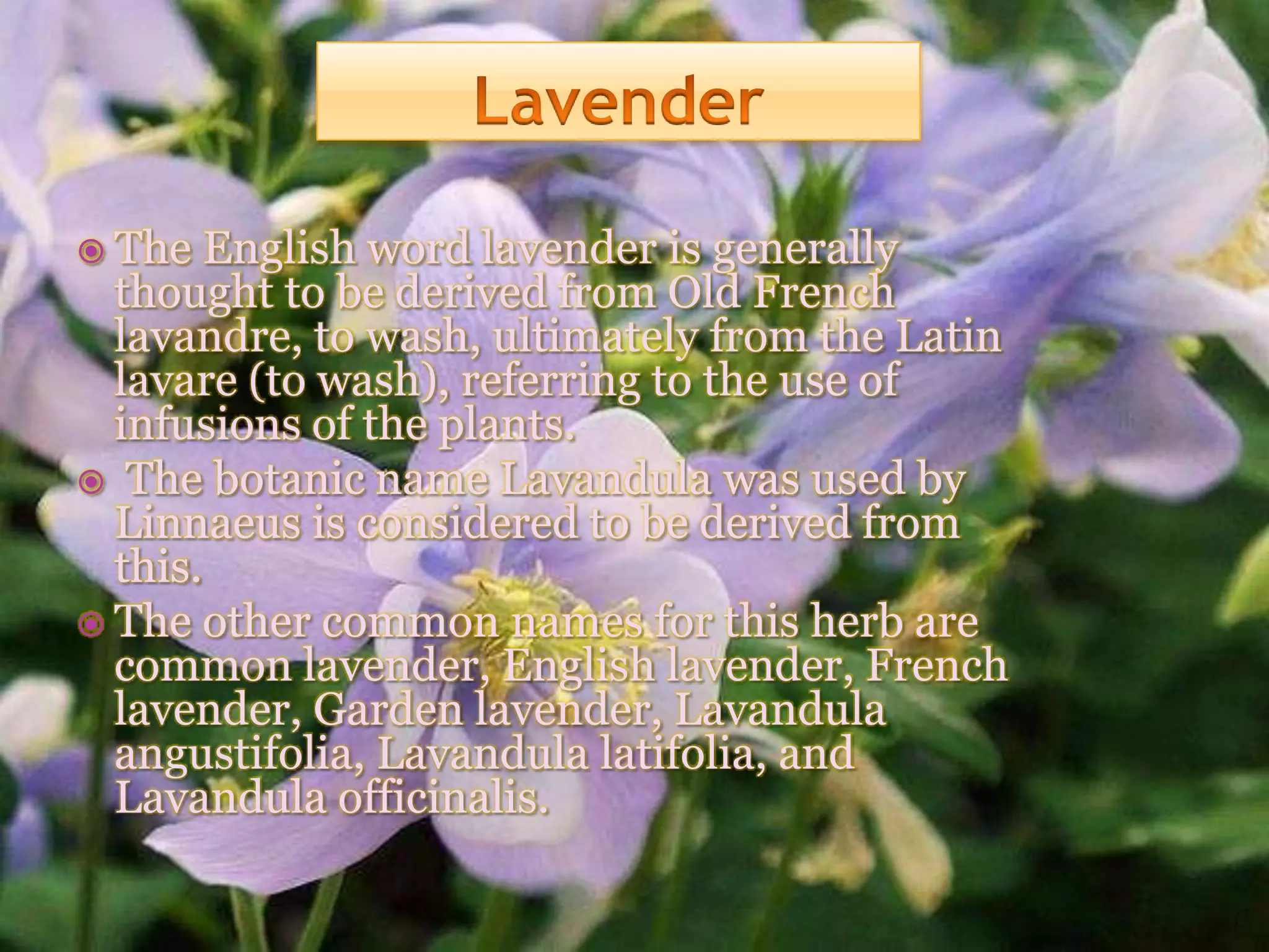 Lavender and its Uses | PPTX