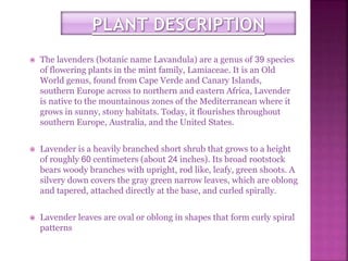 Lavender and its Uses | PPTX