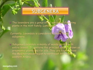 Lavender and its Uses | PPTX