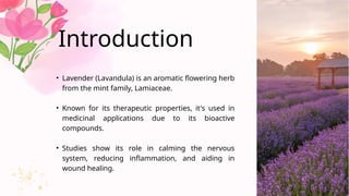 Presentation on Lavender, Plant biochemistry | PPT