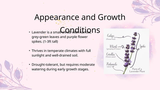 Presentation on Lavender, Plant biochemistry | PPT