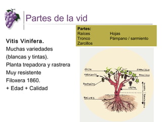 La vid | PPT