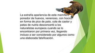 La vida del ornitorrinco - resumen corto | PPTX
