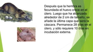 La vida del ornitorrinco - resumen corto | PPTX