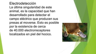 La vida del ornitorrinco - resumen corto | PPT