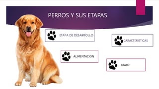 LA VIDA DE LOS PERROS.pptx
