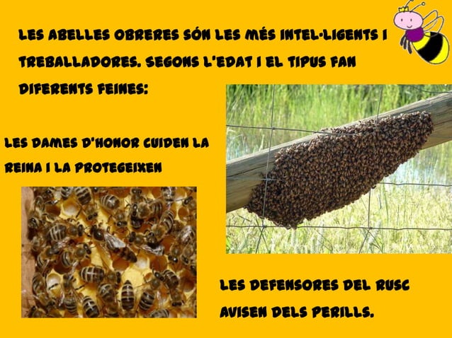 La vida en un rusc | PPSX
