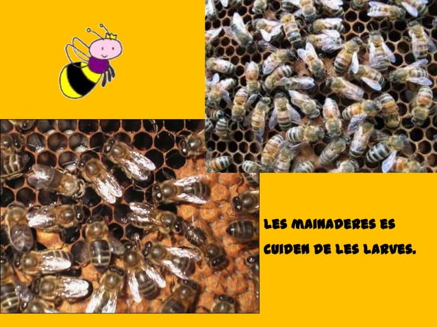 La vida en un rusc | PPSX