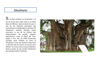 La vida secreta de los arboles presentacion | PPTX