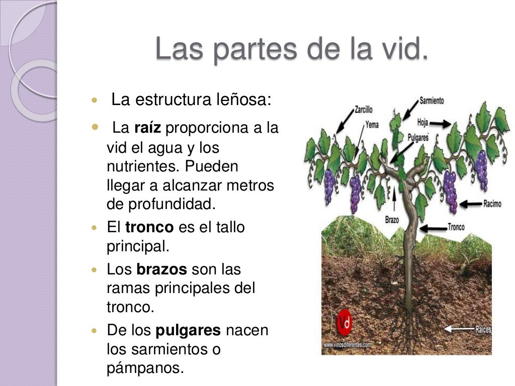 La vid sus partes y sus usos