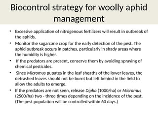 lavish kumar ppt on the topic of parasitoid of sugarcane wooly aphids.pptx