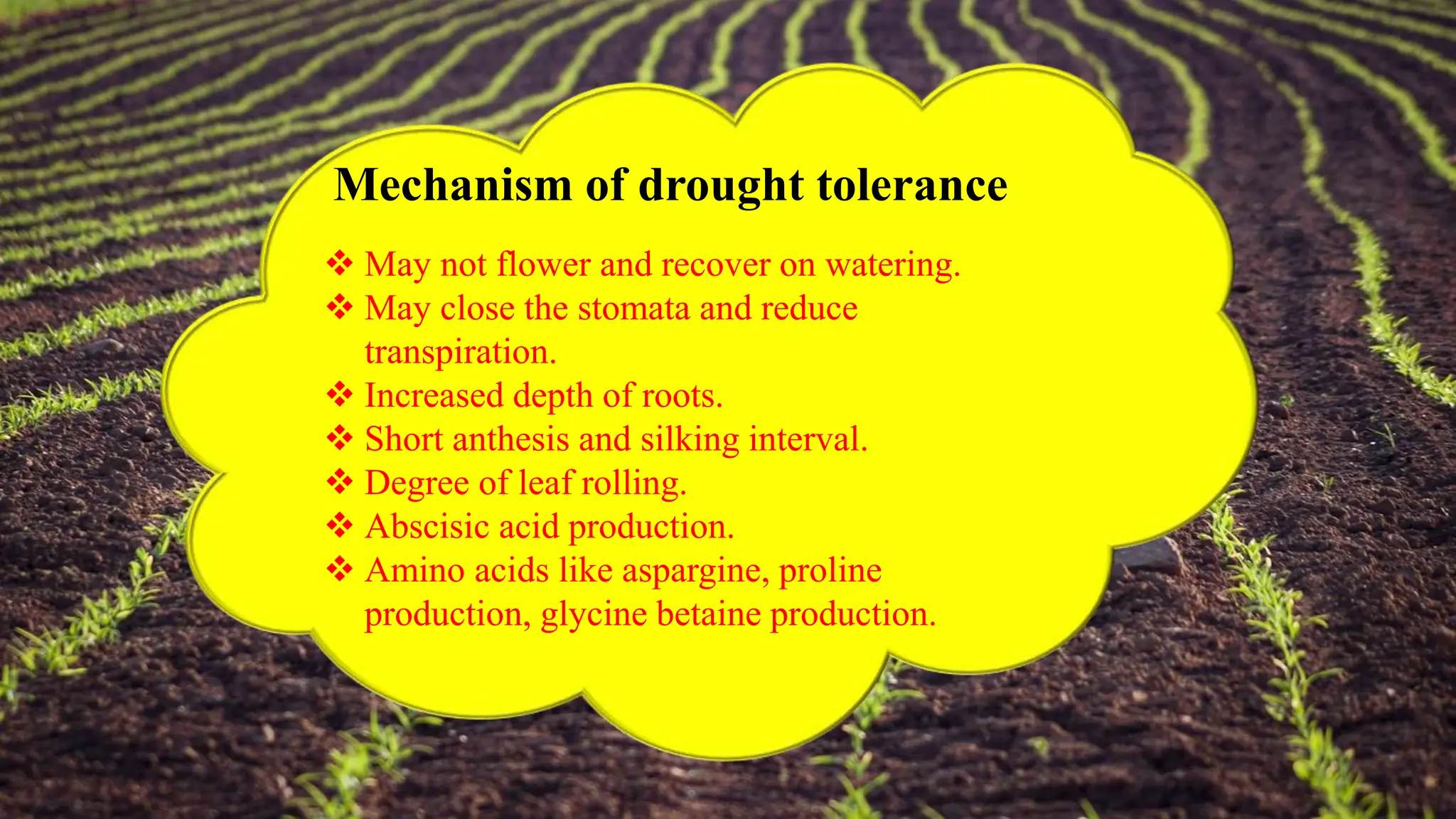 Lavkesh varma.pptx Breeding for drought tolerance in maize | PPTX