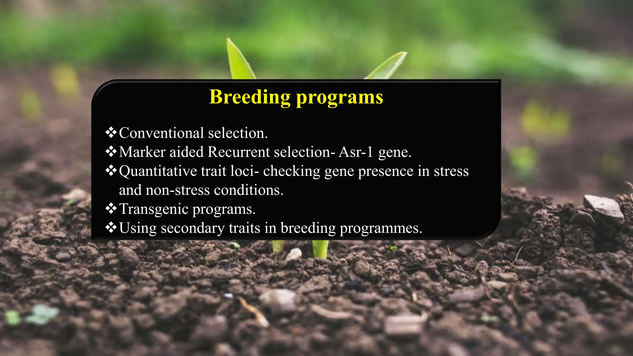 Lavkesh varma.pptx Breeding for drought tolerance in maize | PPTX