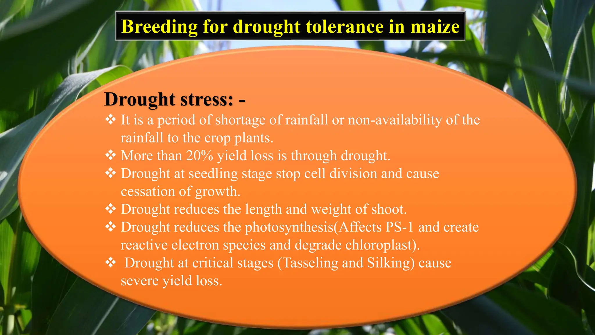Lavkesh varma.pptx Breeding for drought tolerance in maize | PPTX