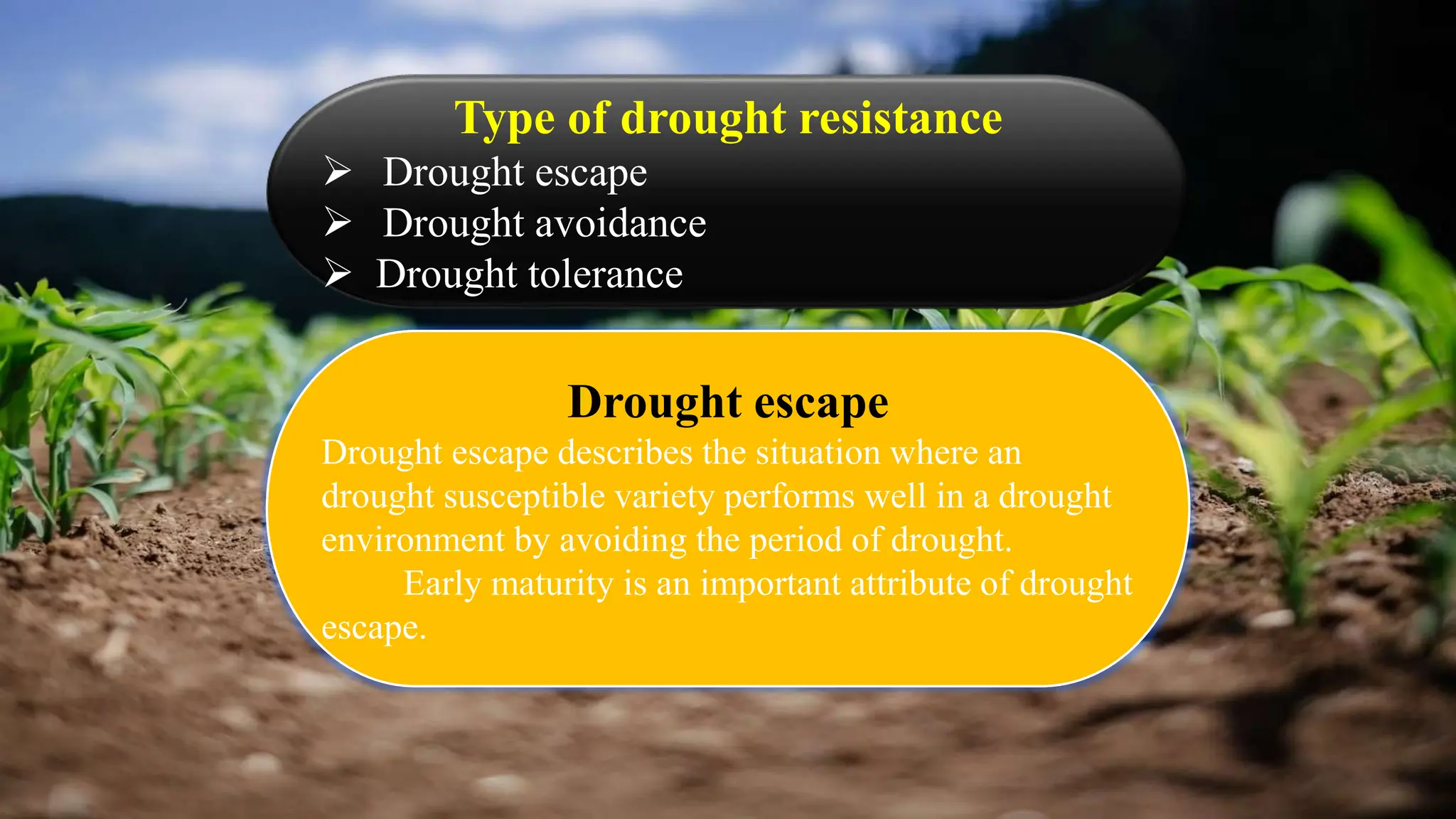 Lavkesh varma.pptx Breeding for drought tolerance in maize | PPTX