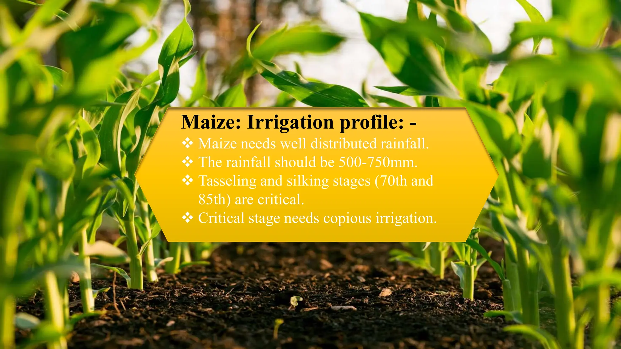 Lavkesh varma.pptx Breeding for drought tolerance in maize | PPT