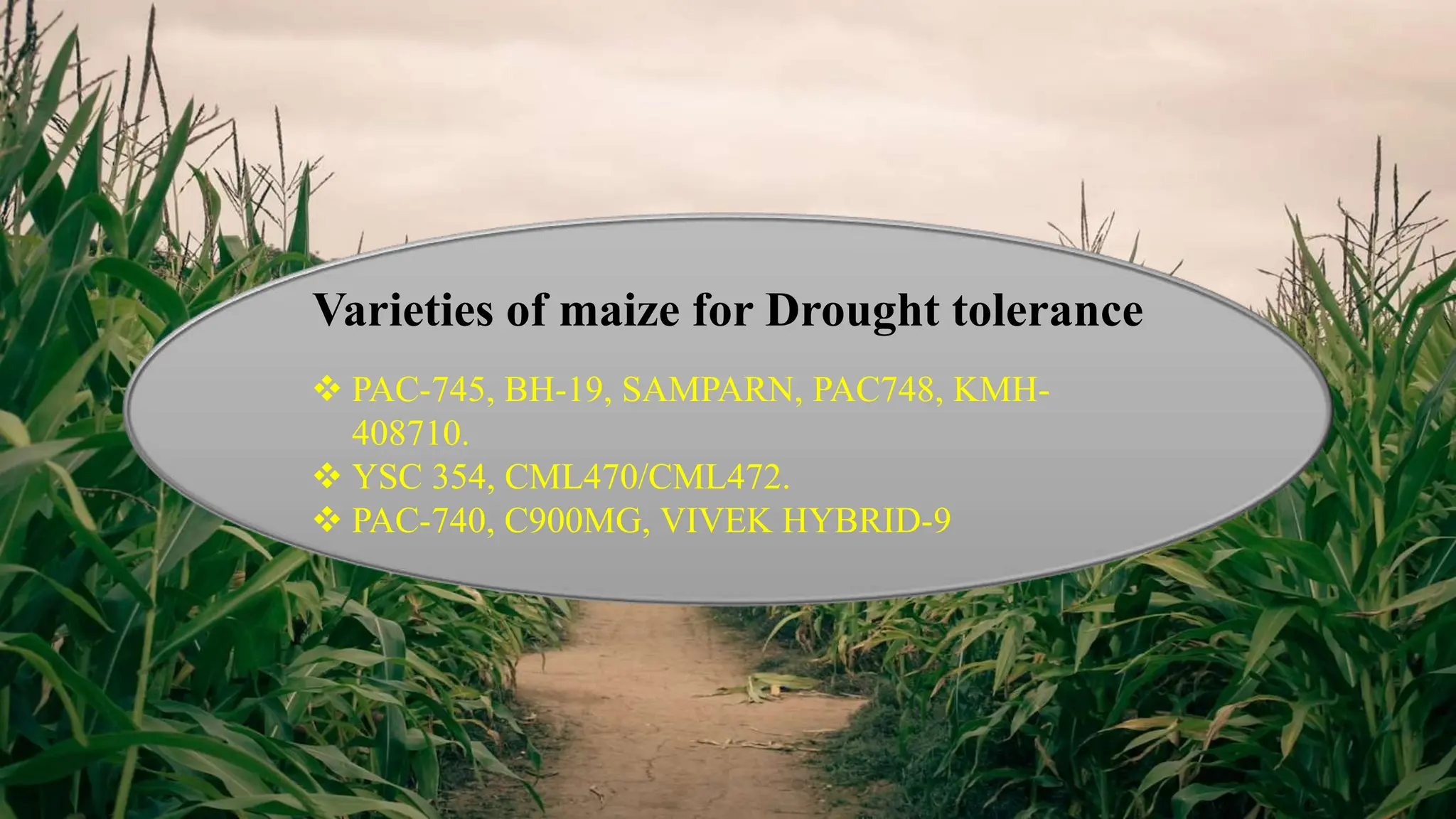 Lavkesh varma.pptx Breeding for drought tolerance in maize | PPT