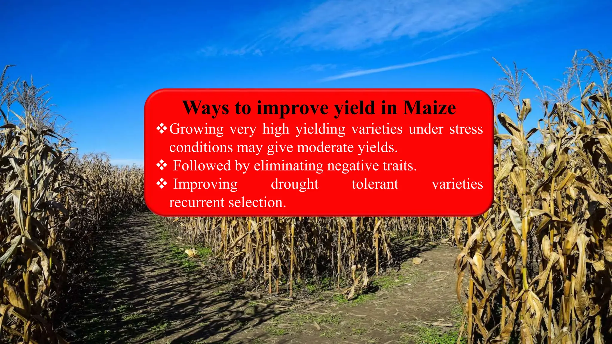 Lavkesh varma.pptx Breeding for drought tolerance in maize | PPTX