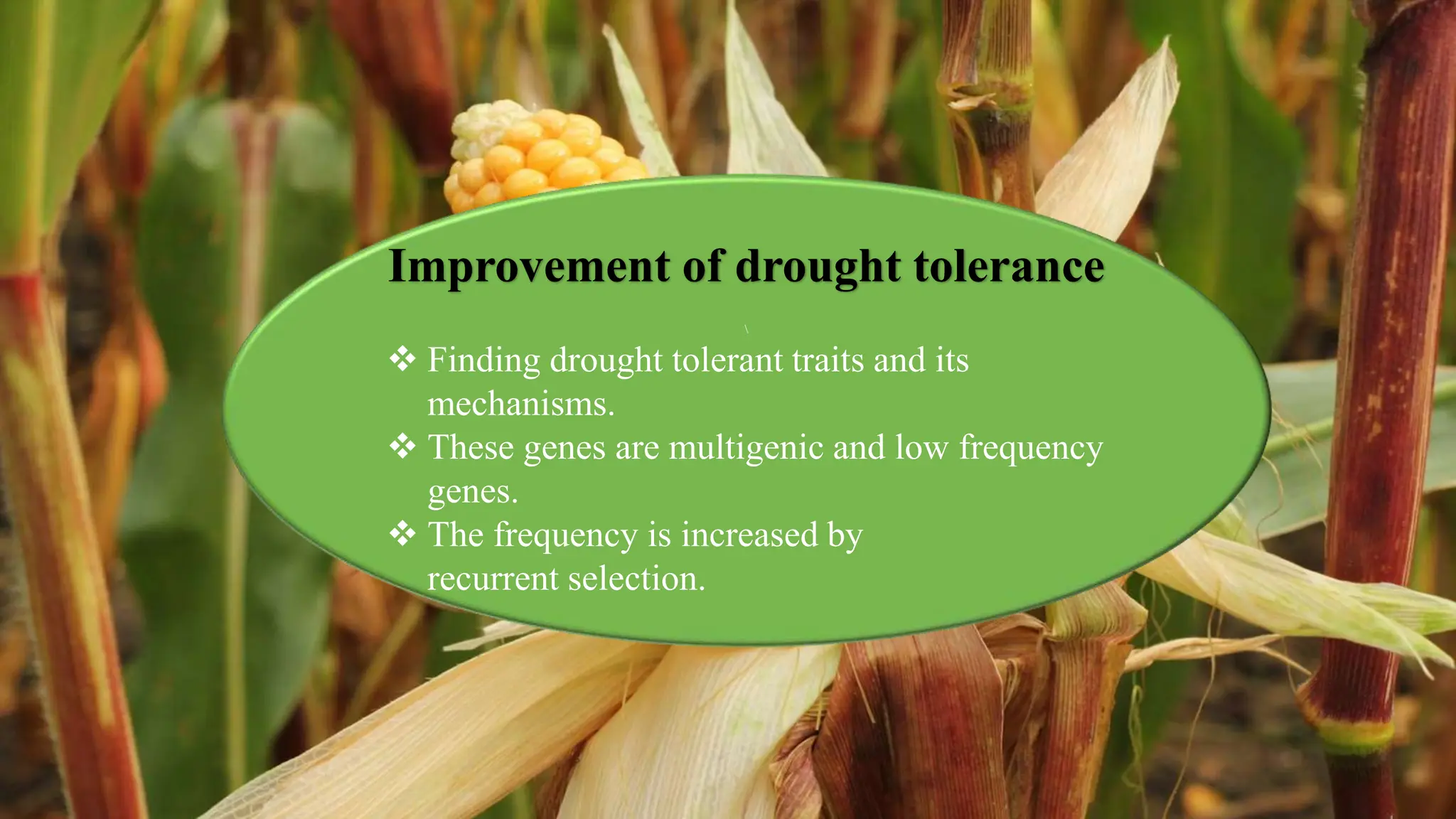 Lavkesh varma.pptx Breeding for drought tolerance in maize | PPTX