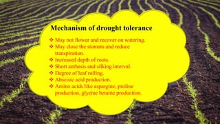 Lavkesh varma.pptx Breeding for drought tolerance in maize | PPT