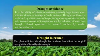 Lavkesh varma.pptx Breeding for drought tolerance in maize | PPTX