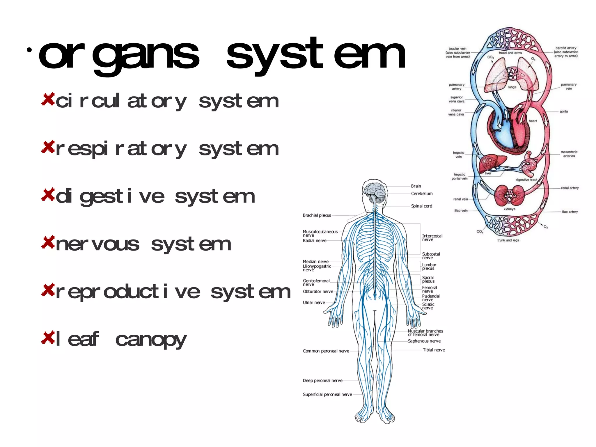 Lavuda E Casiraghi | PPT