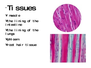 Lavuda E Casiraghi | PPT